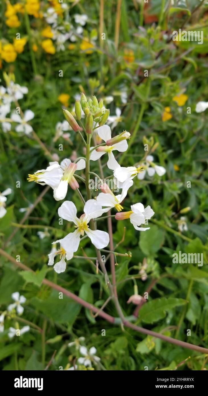 Wild radish (Raphanus raphanistrum Stock Photo - Alamy