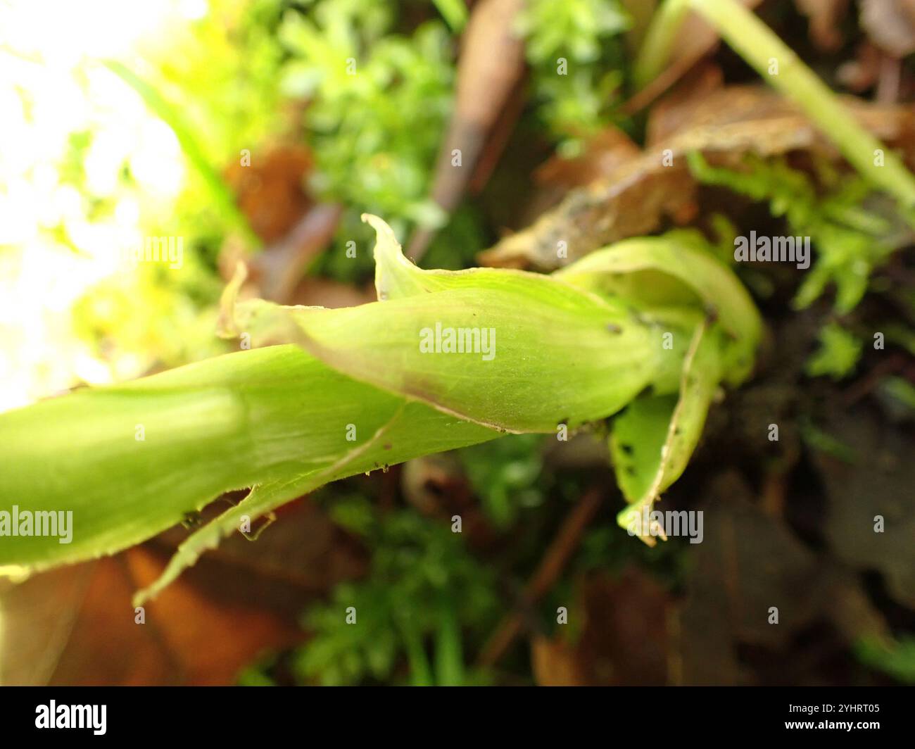 Arctic Butterbur (Petasites frigidus Stock Photo - Alamy