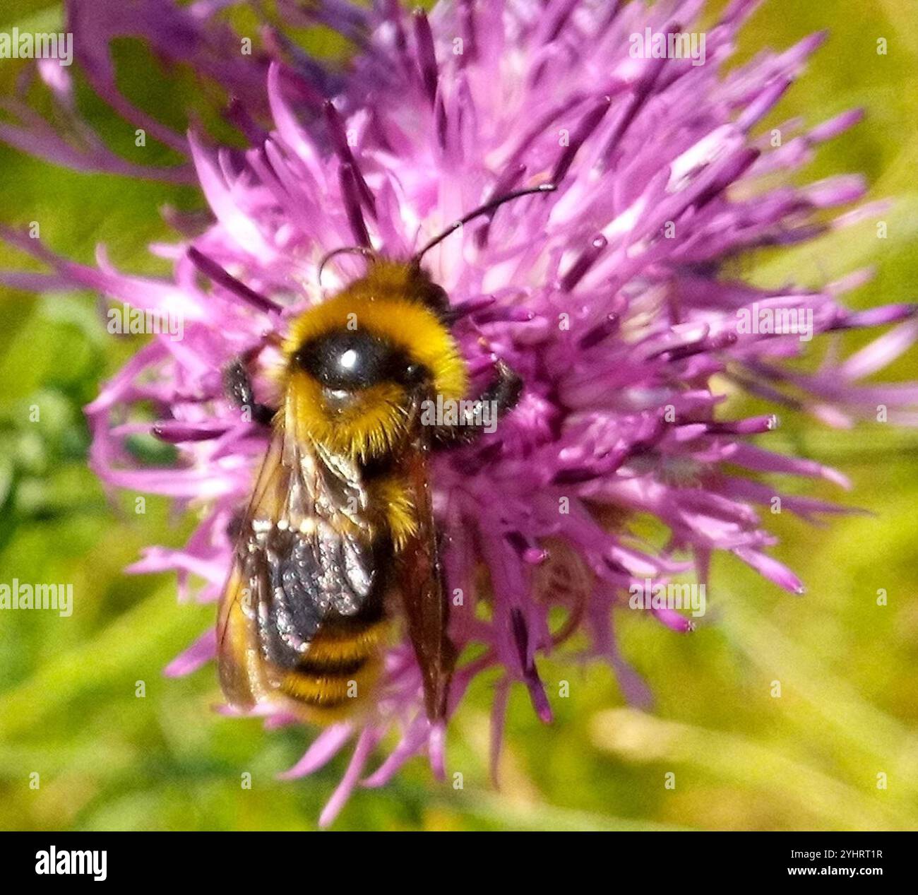 Field Cuckoo Bumble bee (Bombus campestris Stock Photo - Alamy