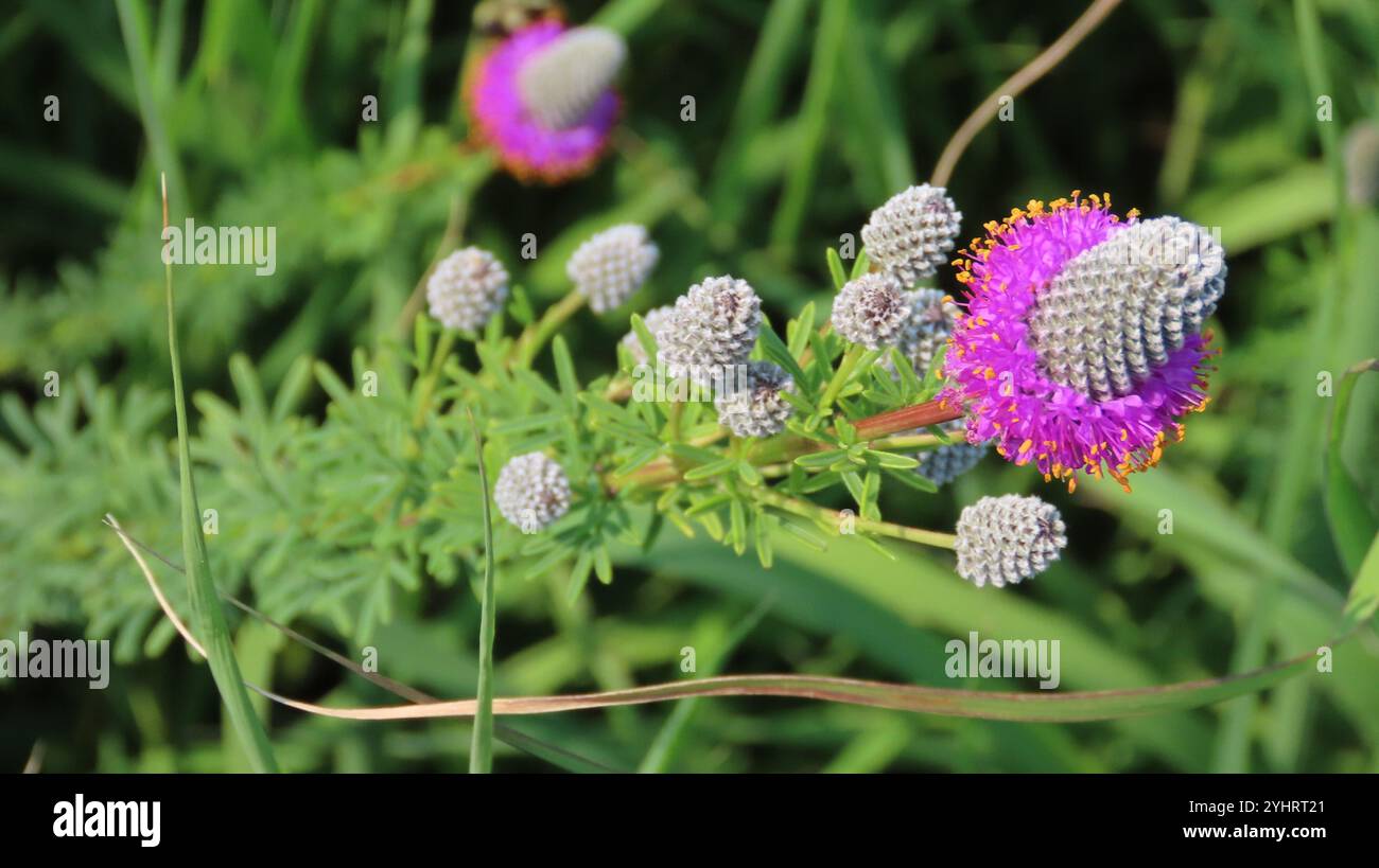 purple prairie clover (Dalea purpurea Stock Photo - Alamy