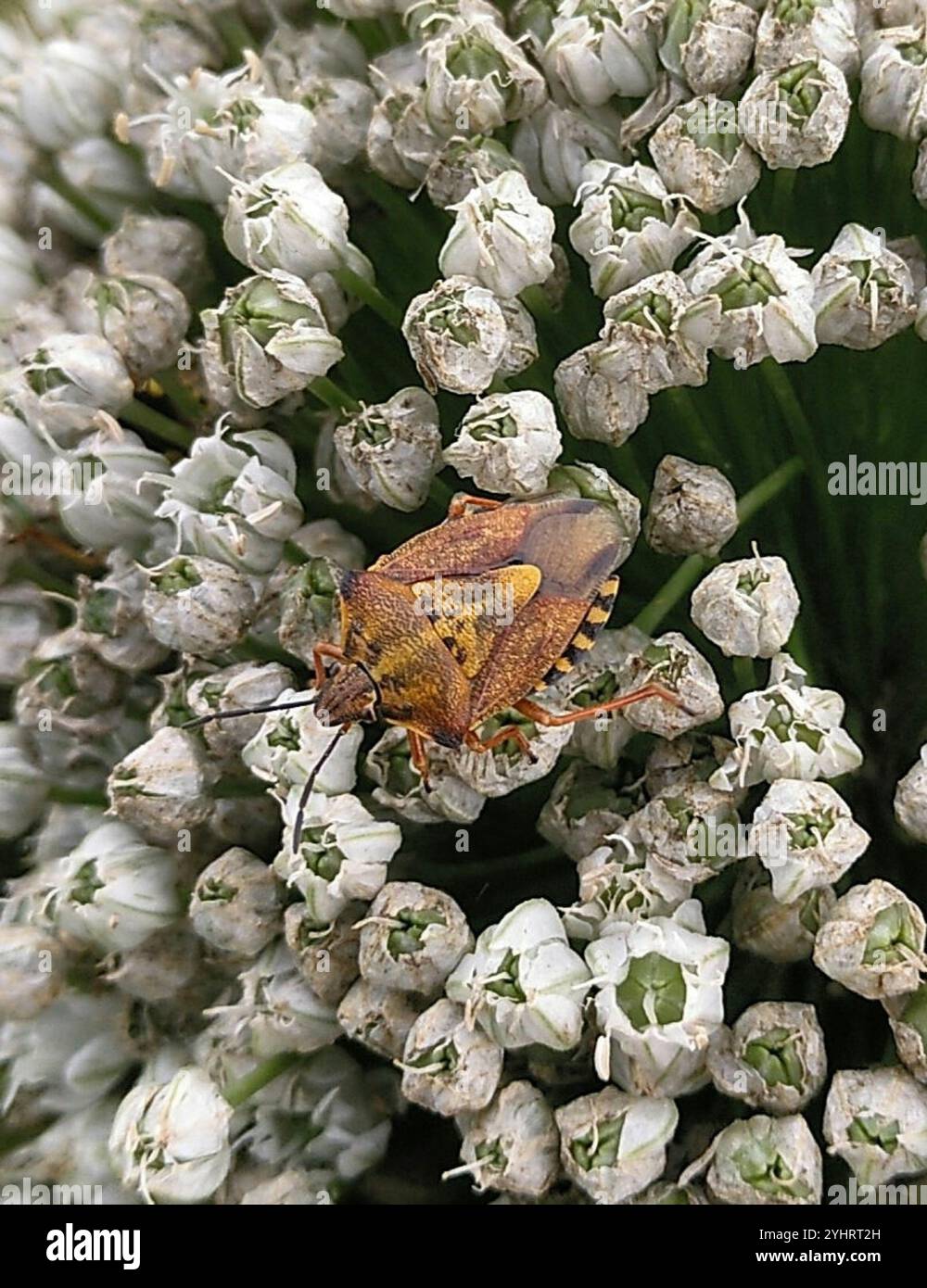 Red shield bug hi-res stock photography and images - Alamy