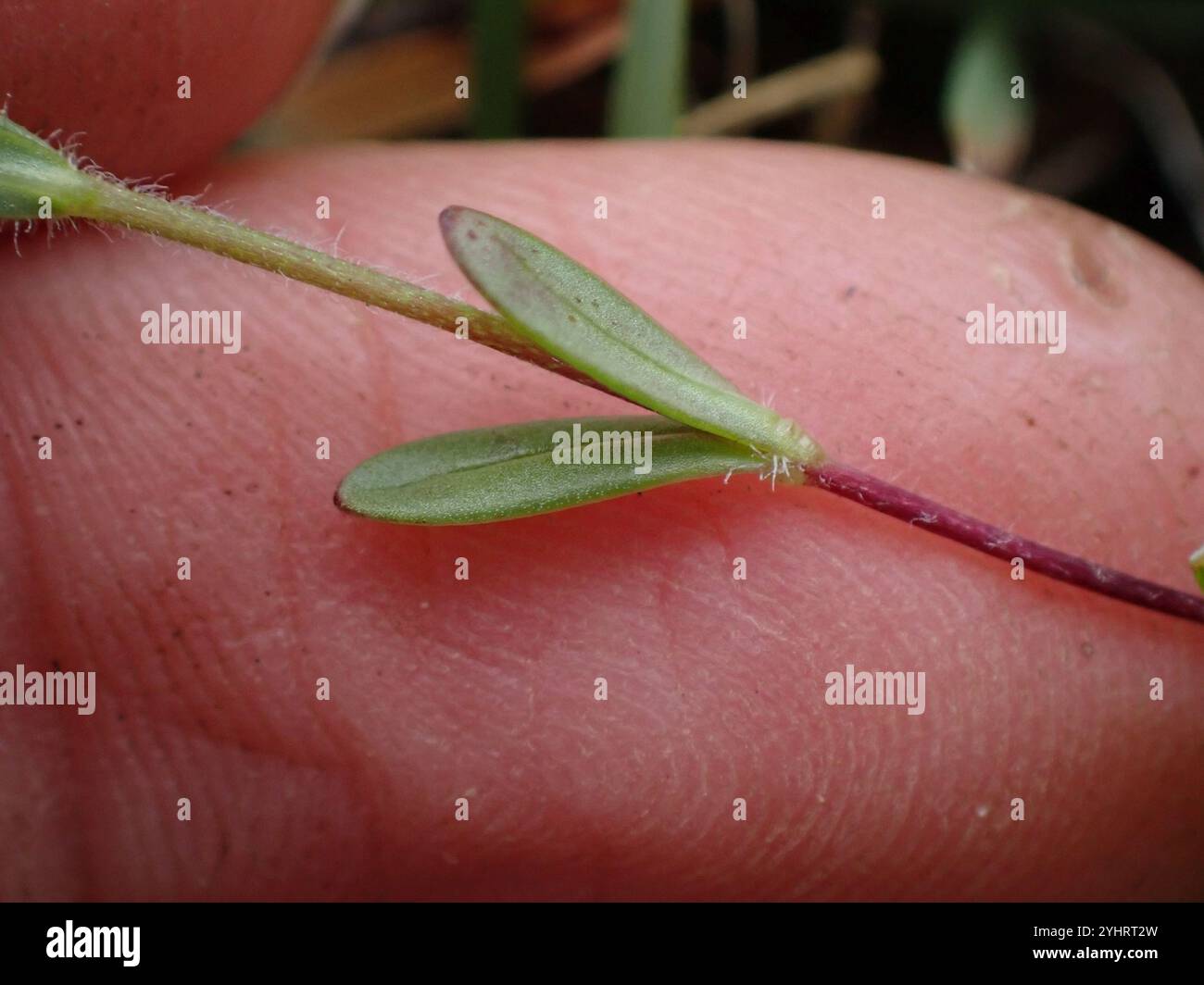 slender phlox (Microsteris gracilis Stock Photo - Alamy
