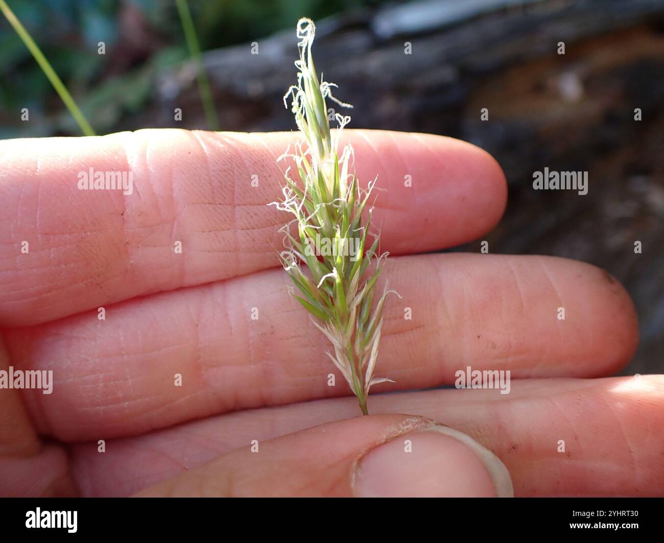 sweet vernal grass (Anthoxanthum odoratum Stock Photo - Alamy