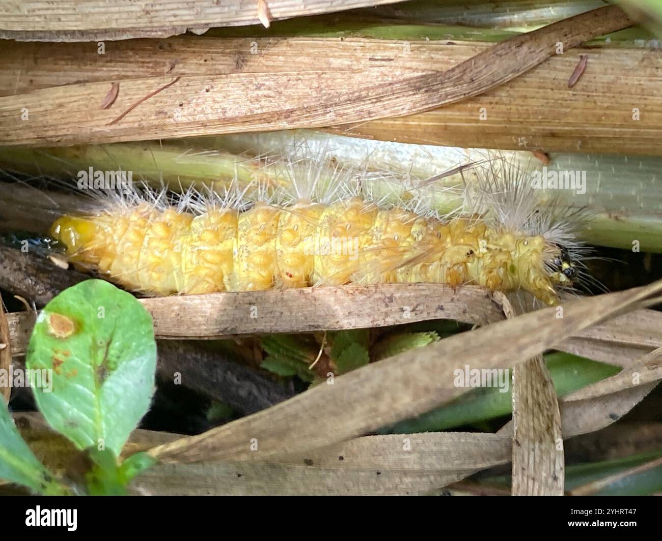 Salt Marsh Moth (Estigmene acrea Stock Photo - Alamy