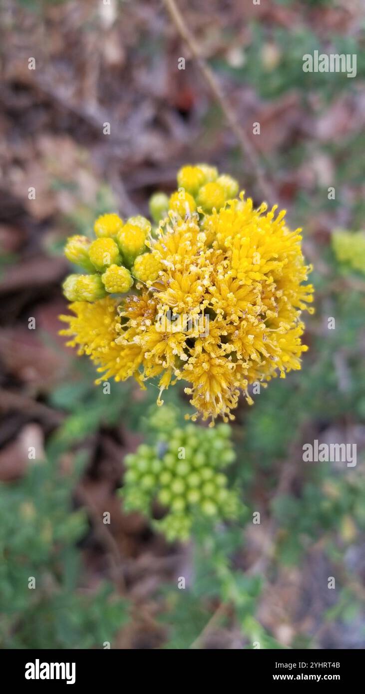 Coastal Goldenbush (Isocoma menziesii Stock Photo - Alamy