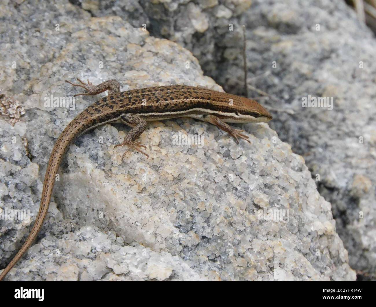 Variable Skink (Trachylepis varia Stock Photo - Alamy