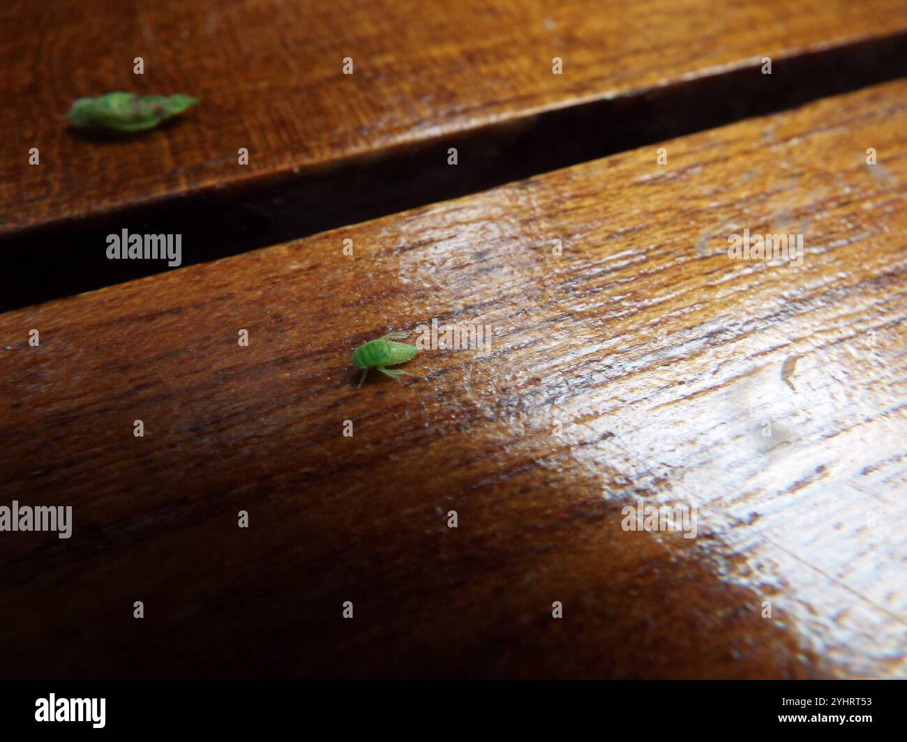 True Hoppers (Auchenorrhyncha Stock Photo - Alamy