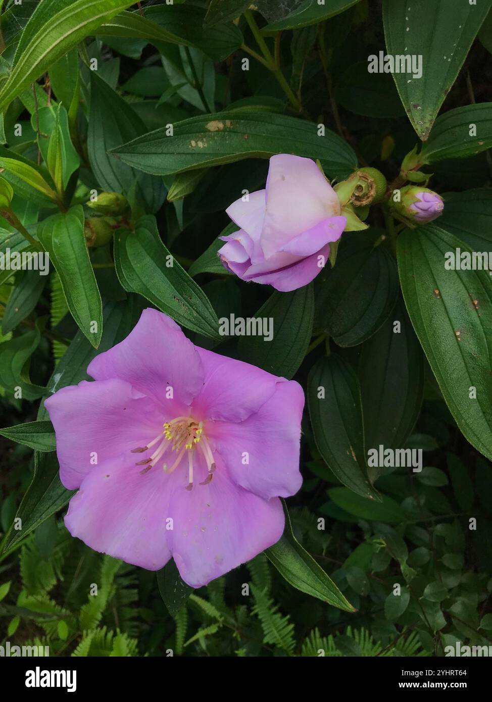 Common Melastoma (Melastoma candidum Stock Photo - Alamy