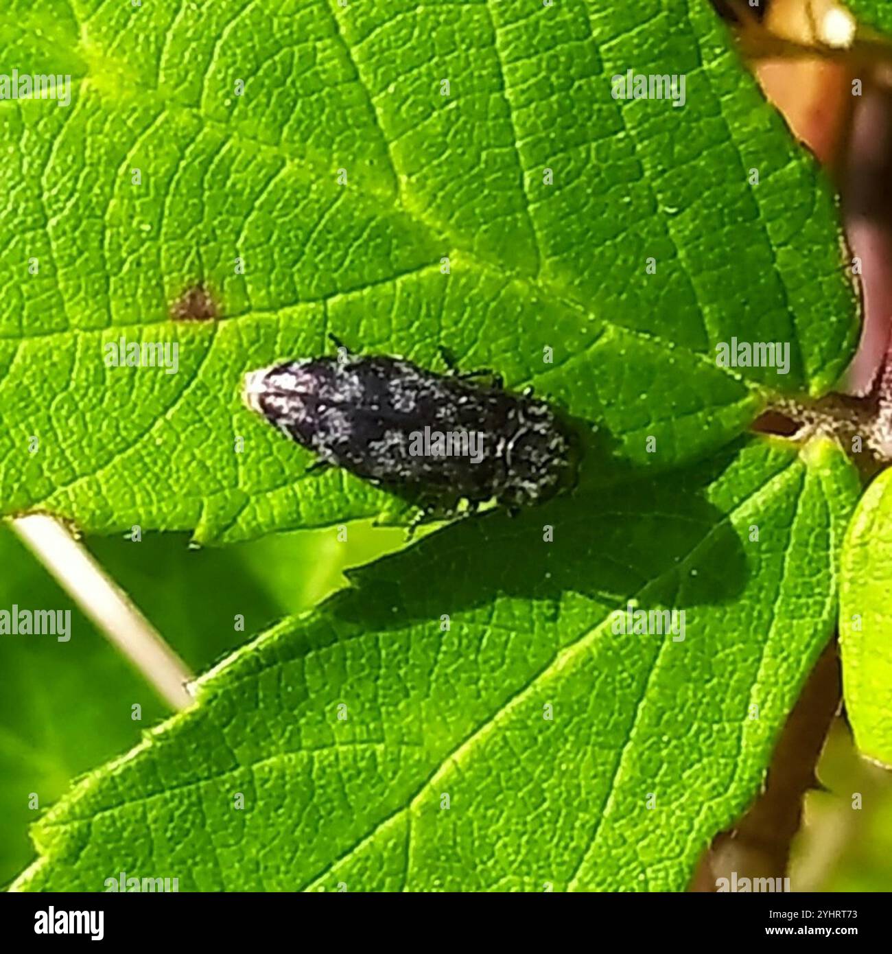 Coraebus hi-res stock photography and images - Alamy
