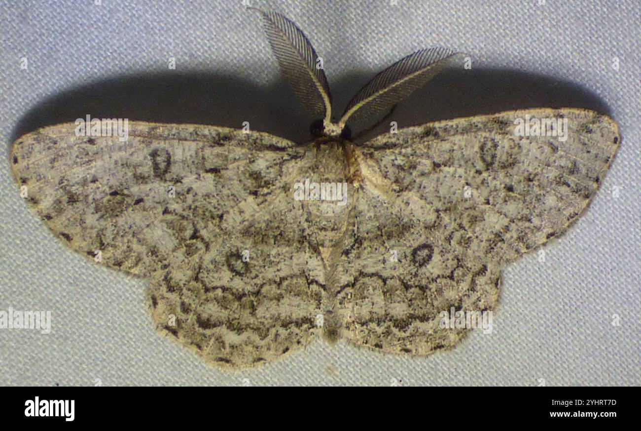 Umber Moth (Hypomecis umbrosaria Stock Photo - Alamy