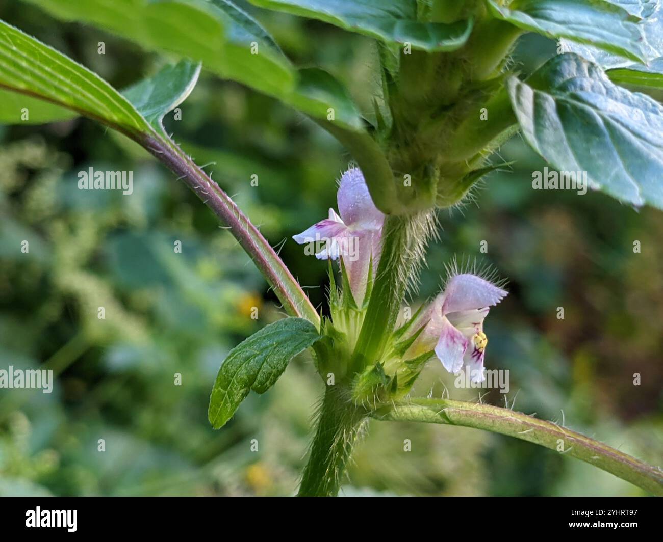 Common hemp-nettle (Galeopsis tetrahit Stock Photo - Alamy
