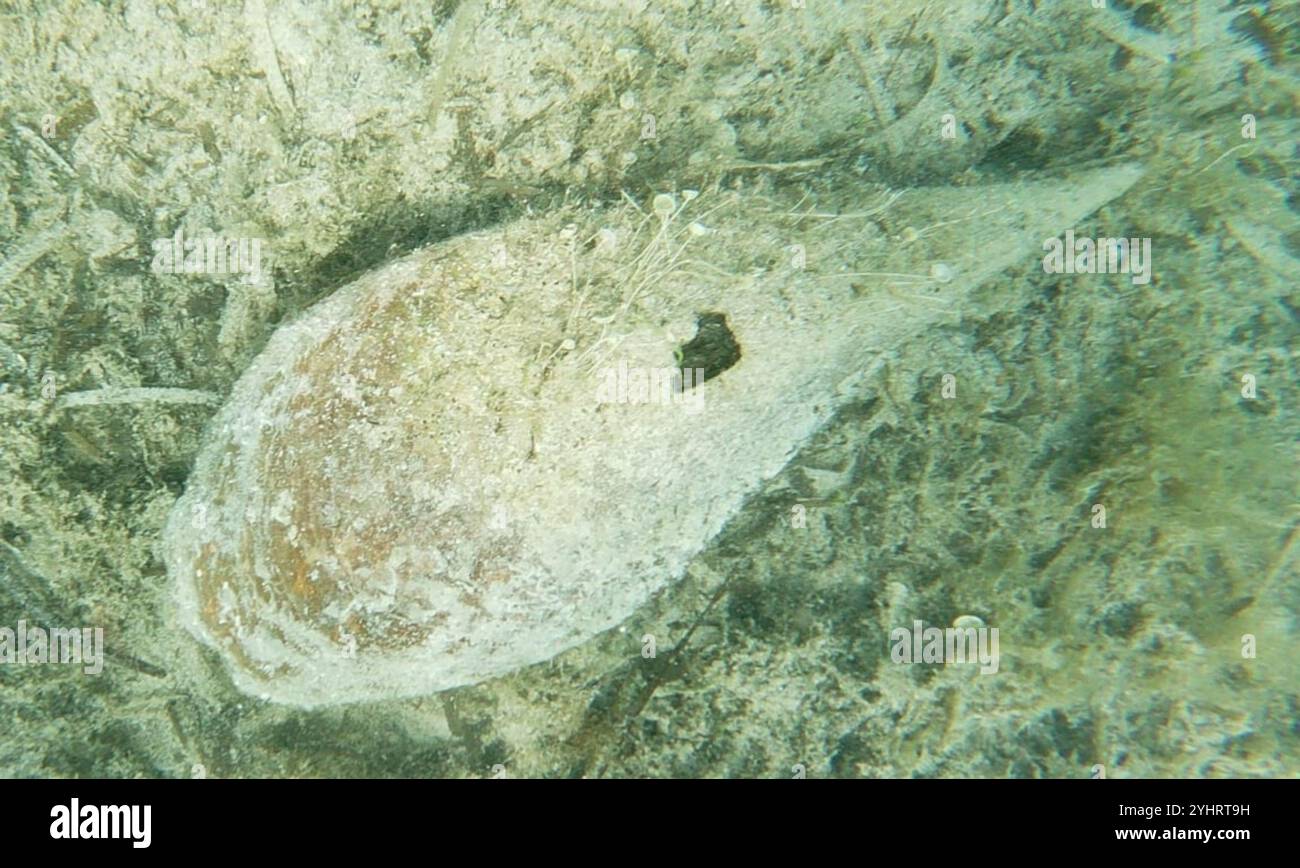 Noble Pen Shell (Pinna nobilis Stock Photo - Alamy