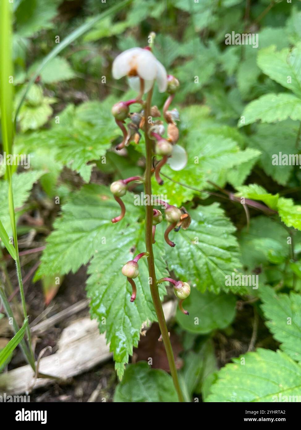 shinleaf (Pyrola elliptica Stock Photo - Alamy