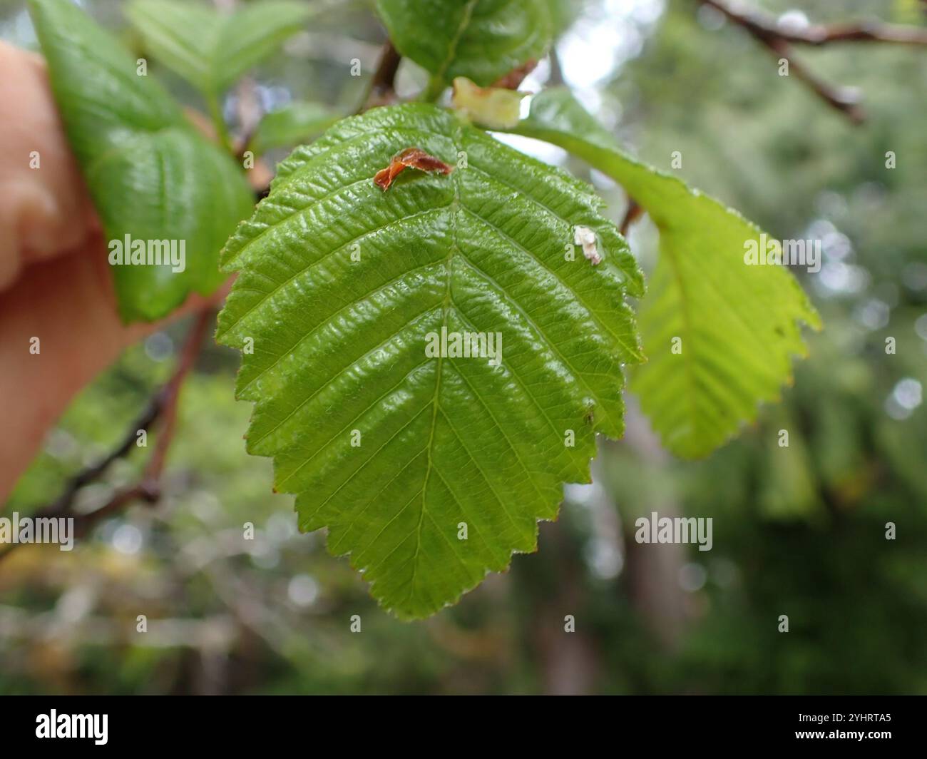 Red Alder (Alnus rubra Stock Photo - Alamy