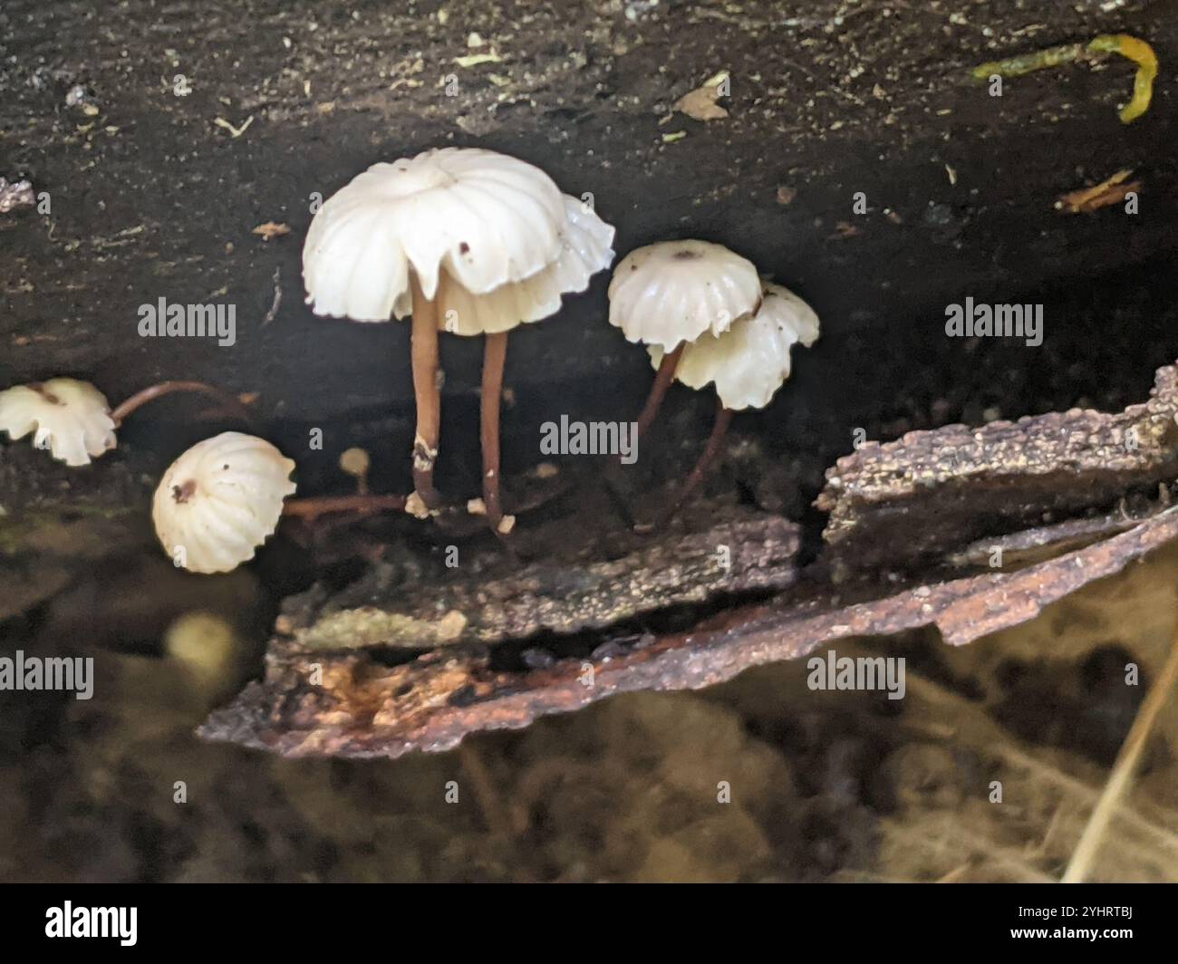 collared parachute (Marasmius rotula Stock Photo - Alamy