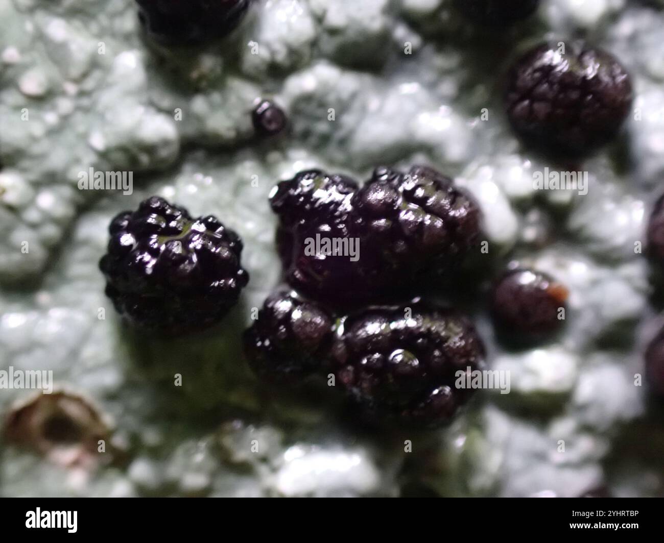 common lichens (Lecanoromycetes Stock Photo - Alamy