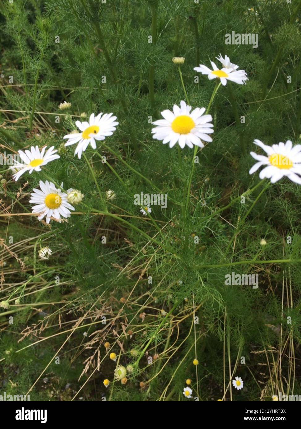 scentless mayweed (Tripleurospermum inodorum Stock Photo - Alamy