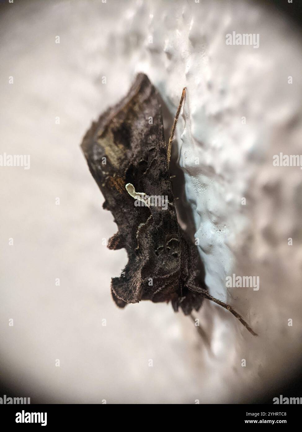 Common Looper Moth (Autographa precationis Stock Photo - Alamy