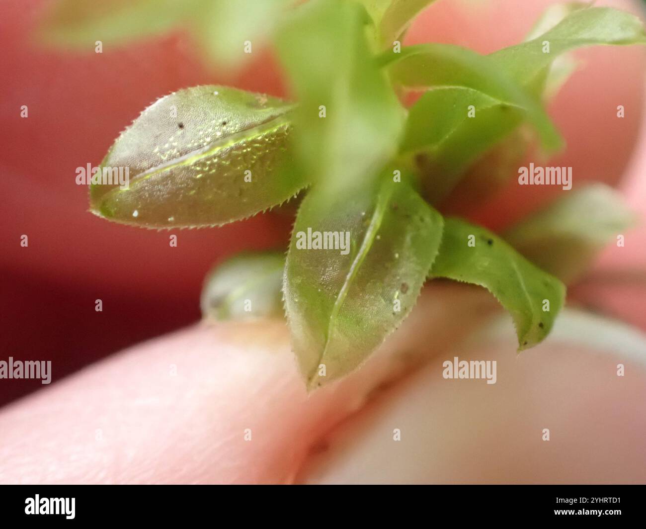 Thyme and Allied Mosses (Plagiomnium Stock Photo - Alamy
