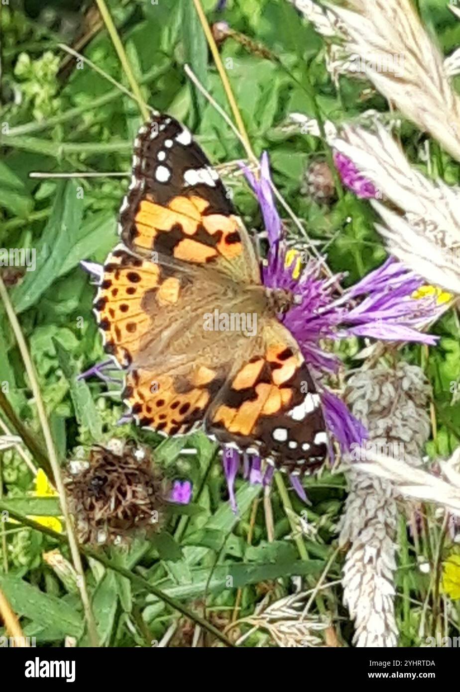 Painted Lady (Vanessa cardui Stock Photo - Alamy