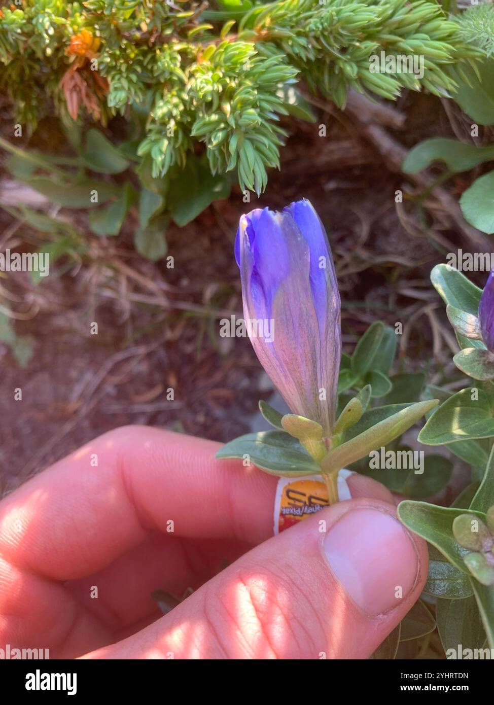 Mountain Bog Gentian (Gentiana calycosa Stock Photo - Alamy