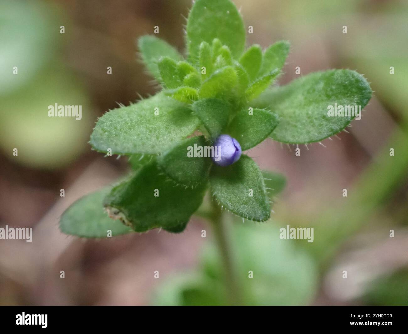 corn speedwell (Veronica arvensis Stock Photo - Alamy