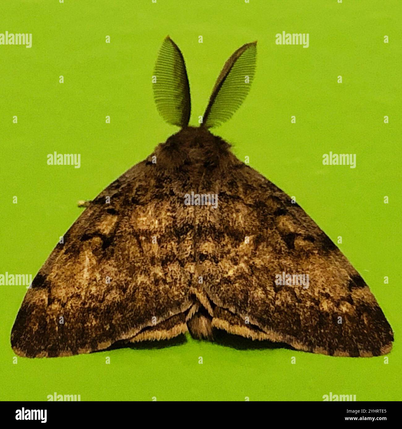 Spongy Moth (Lymantria dispar Stock Photo - Alamy