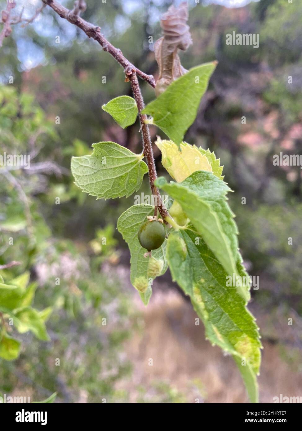 netleaf hackberry (Celtis reticulata Stock Photo - Alamy