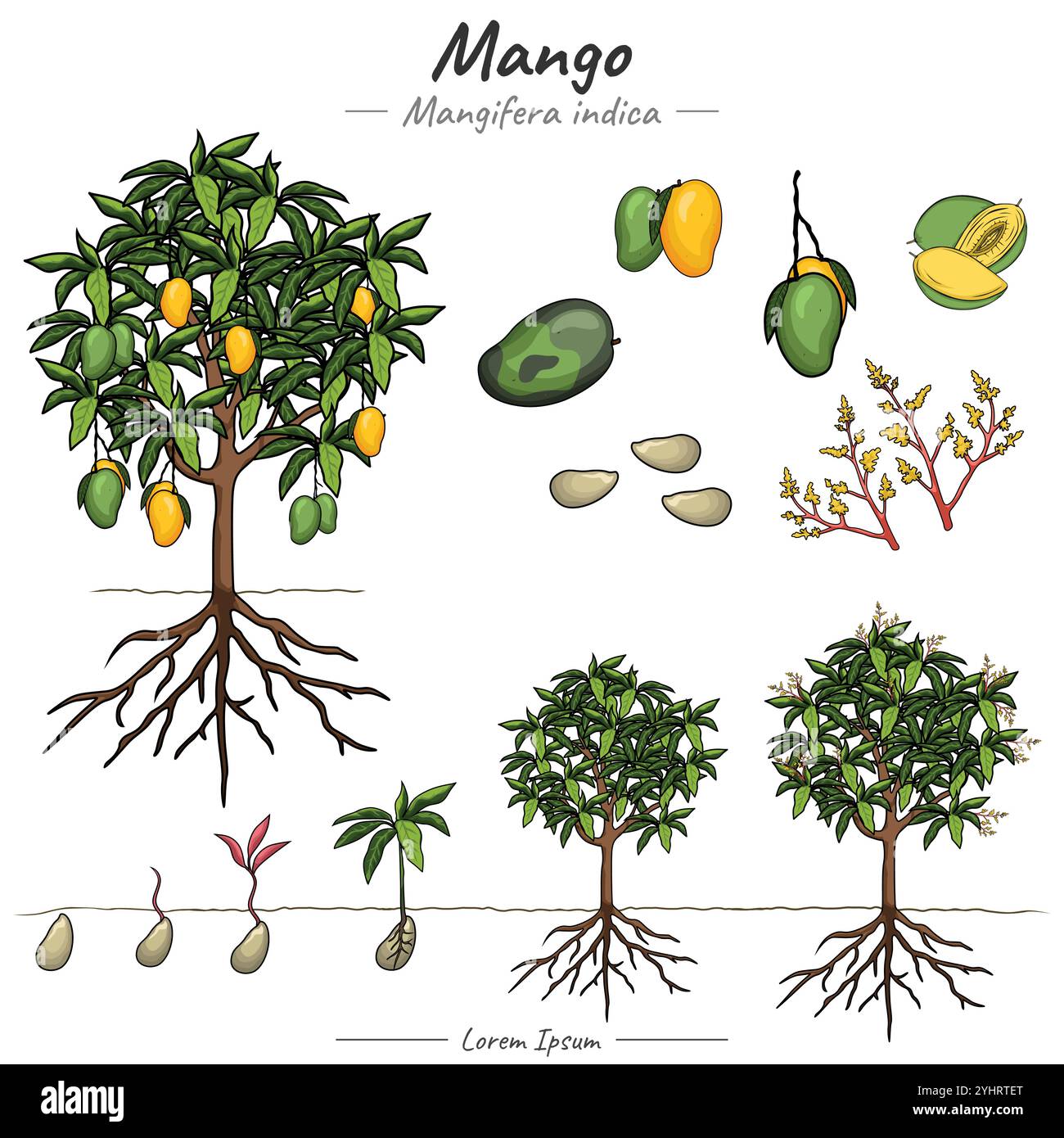 Mango Mangifera indica set illustration Stock Vector Image & Art - Alamy