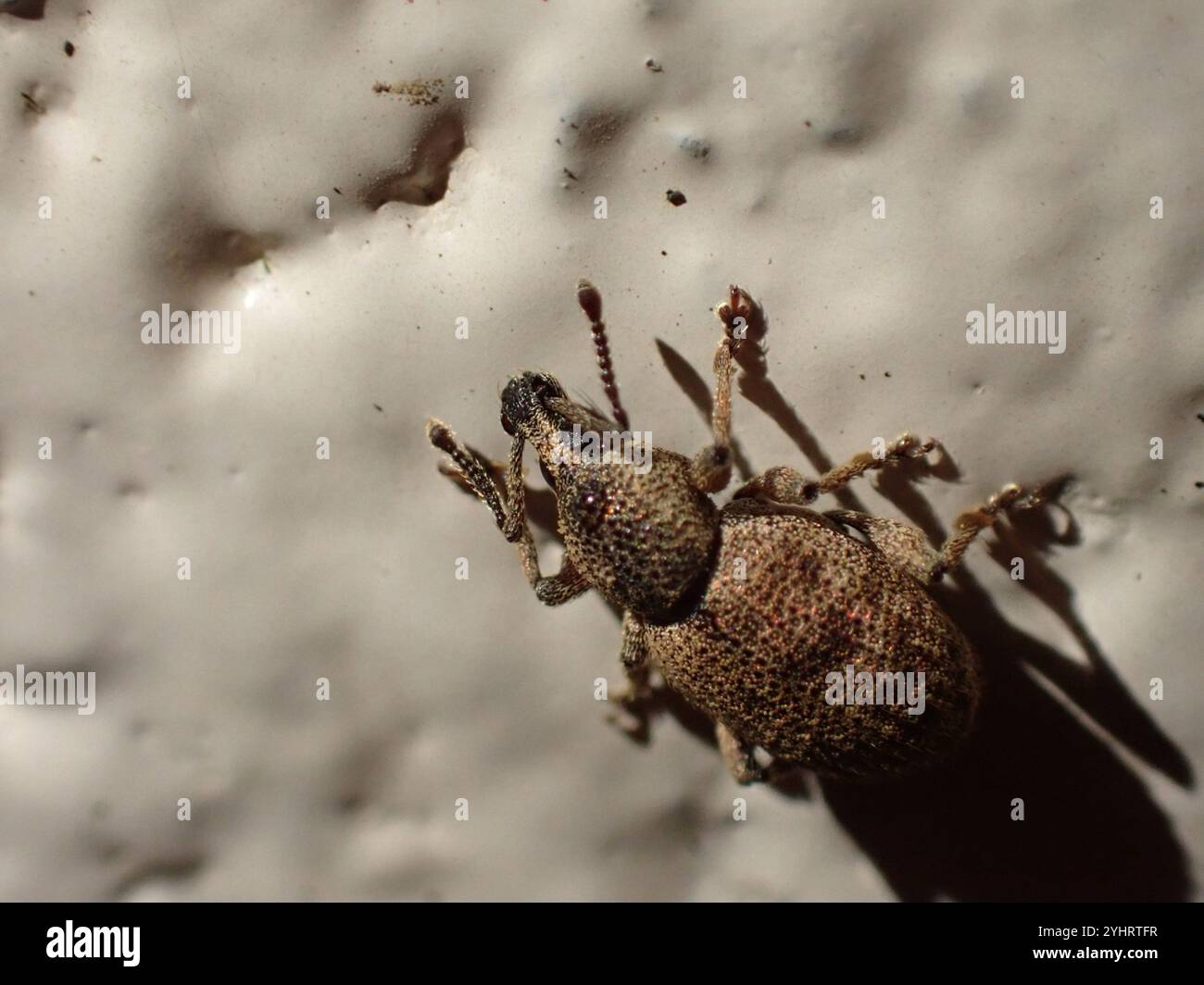 Clay-coloured Weevil (Otiorhynchus singularis Stock Photo - Alamy