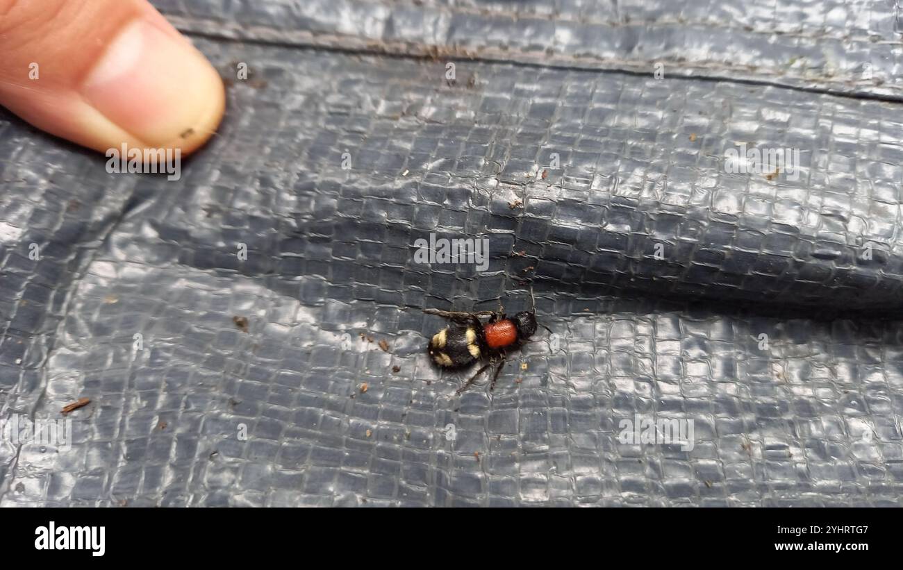 Large velvet ant hi-res stock photography and images - Alamy