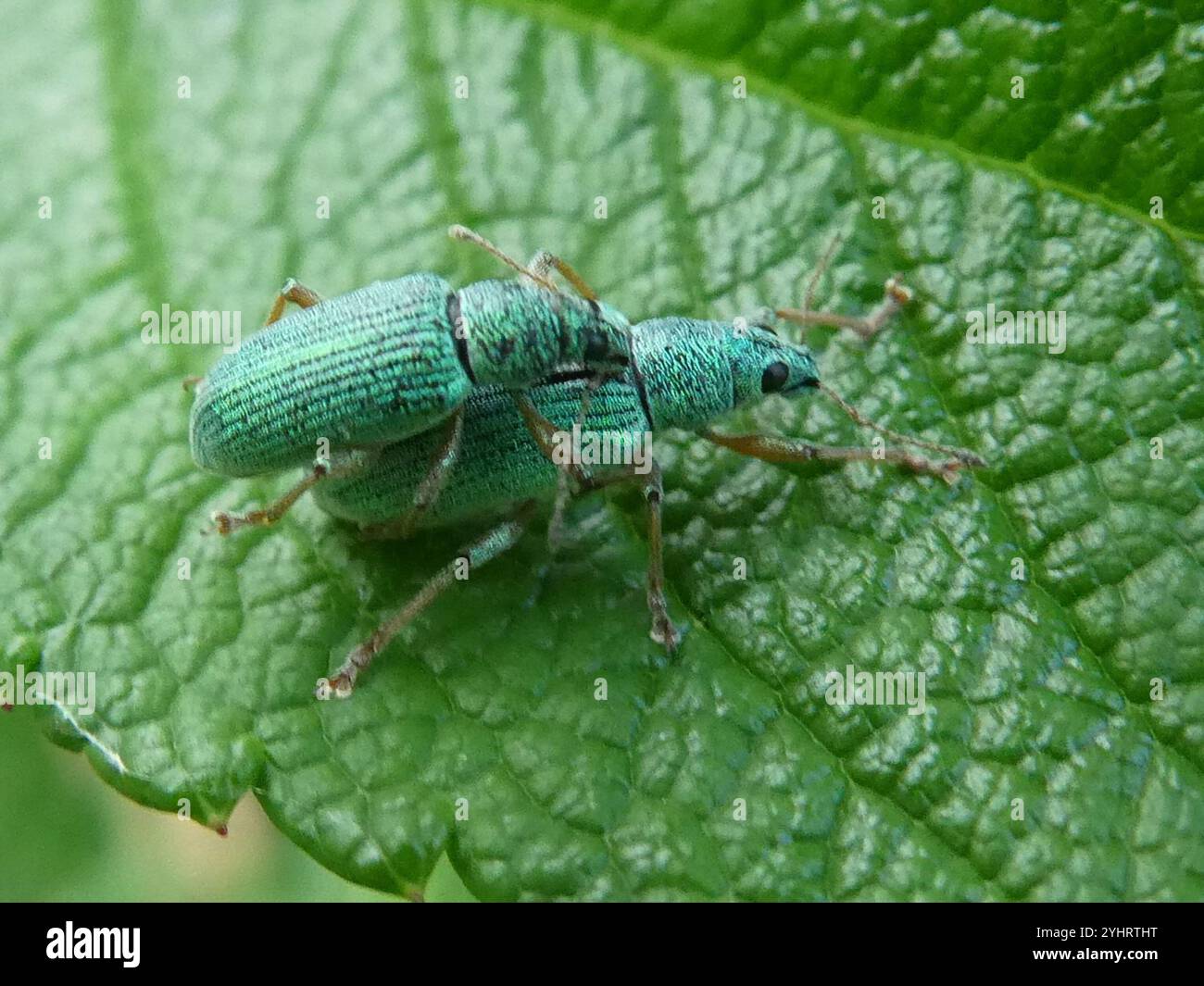 Green Immigrant Leaf Weevil (Polydrusus formosus Stock Photo - Alamy