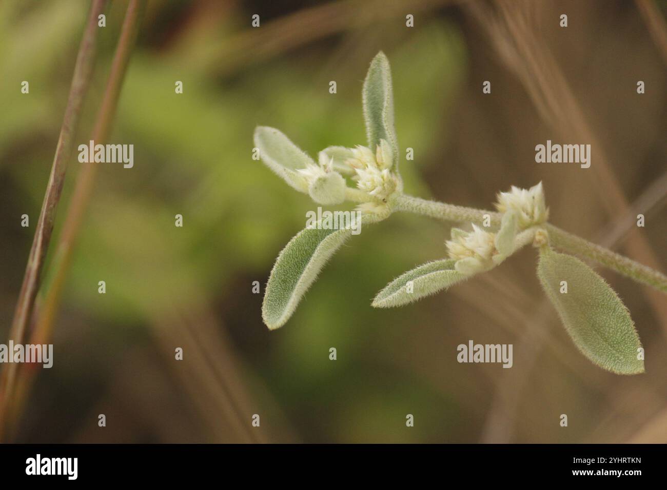 hairy joyweed (Alternanthera halimifolia Stock Photo - Alamy