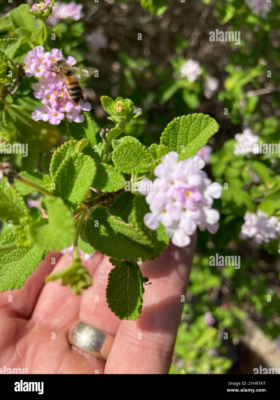 Button Sage (Lantana involucrata Stock Photo - Alamy