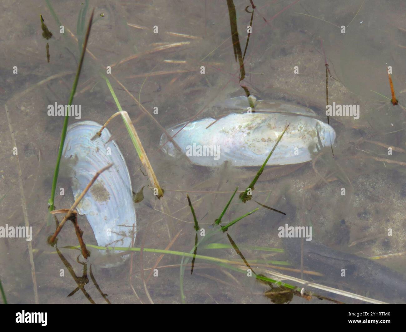 Western Floater (Anodonta kennerlyi Stock Photo - Alamy