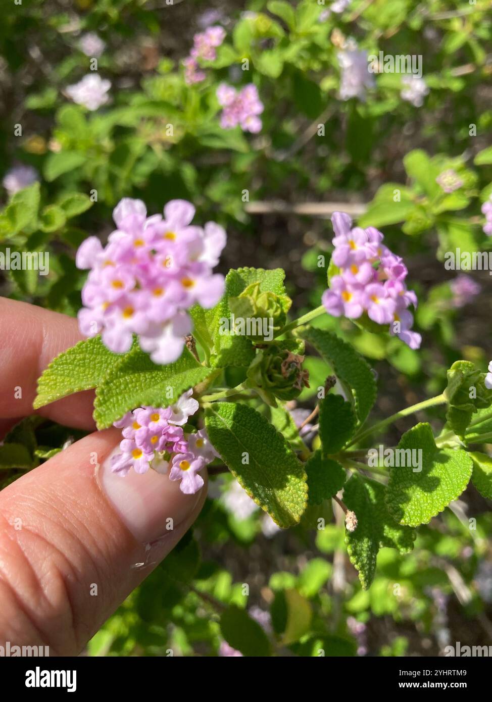 Button Sage (Lantana involucrata Stock Photo - Alamy