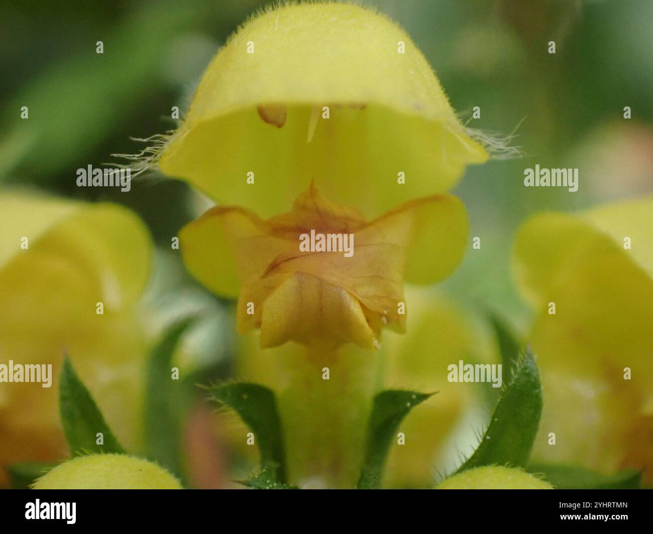 Variegated Yellow Archangel (Lamium galeobdolon argentatum Stock Photo ...