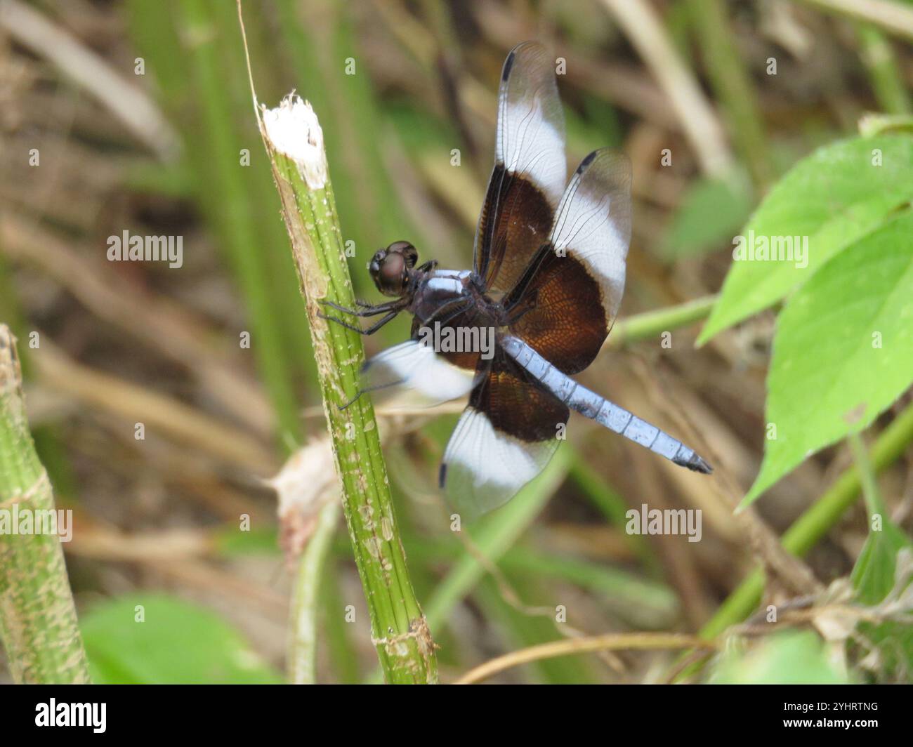 Widow Skimmer (Libellula luctuosa Stock Photo - Alamy