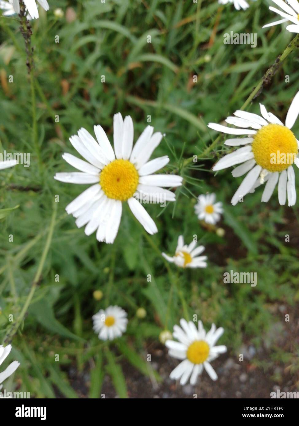 scentless mayweed (Tripleurospermum inodorum Stock Photo - Alamy