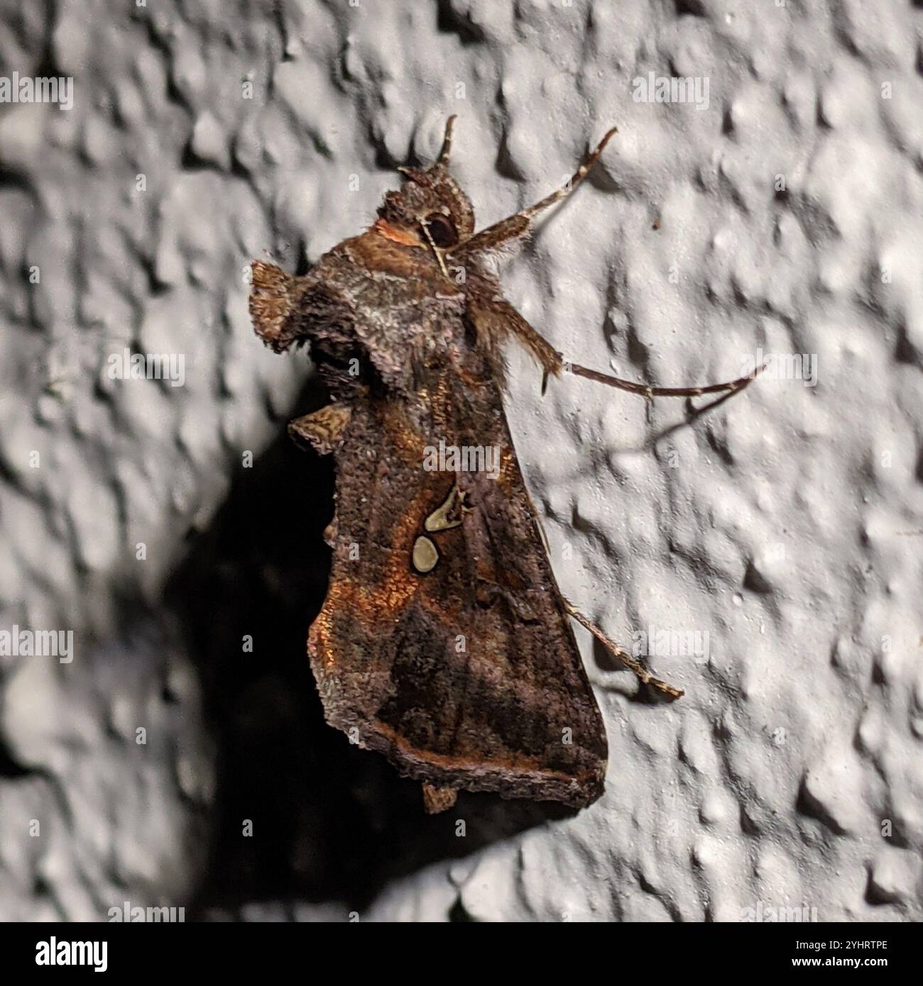 Common Looper Moth (Autographa precationis Stock Photo - Alamy