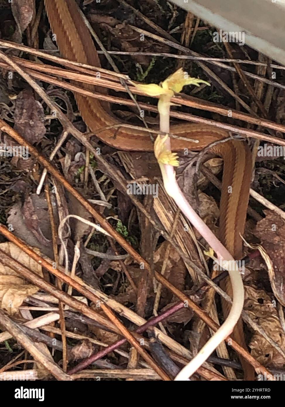 Red-bellied Snake (Storeria occipitomaculata Stock Photo - Alamy