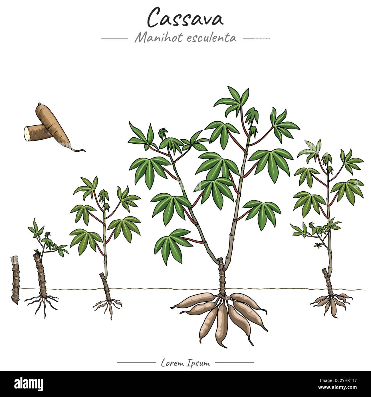 Cassava tree package hi-res stock photography and images - Alamy