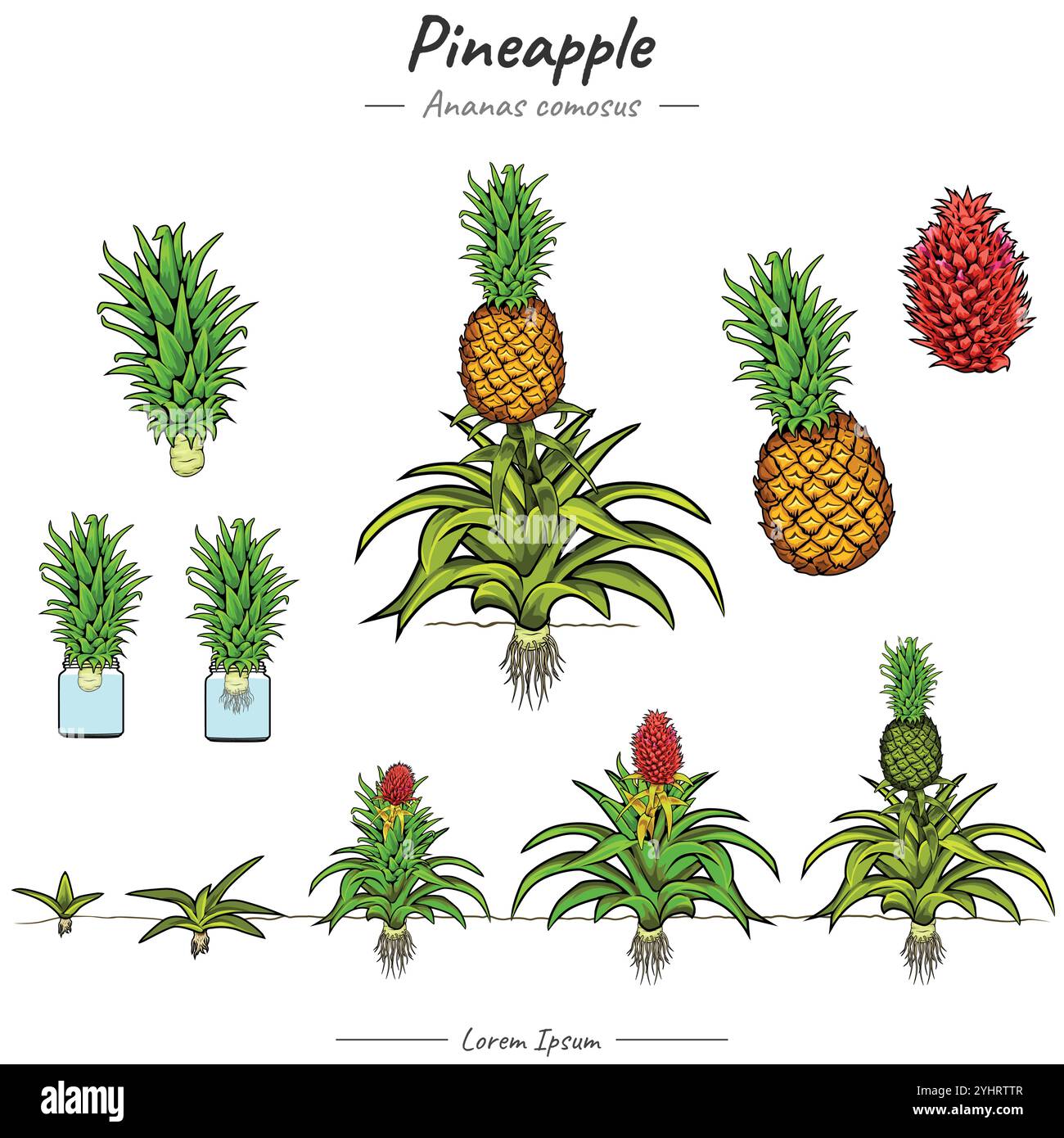 Pineapple Ananas comosus illustrations set Stock Vector Image & Art - Alamy