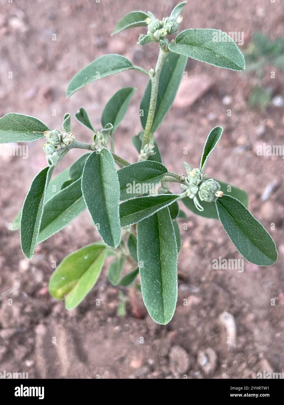 skunkweed (Croton texensis Stock Photo - Alamy