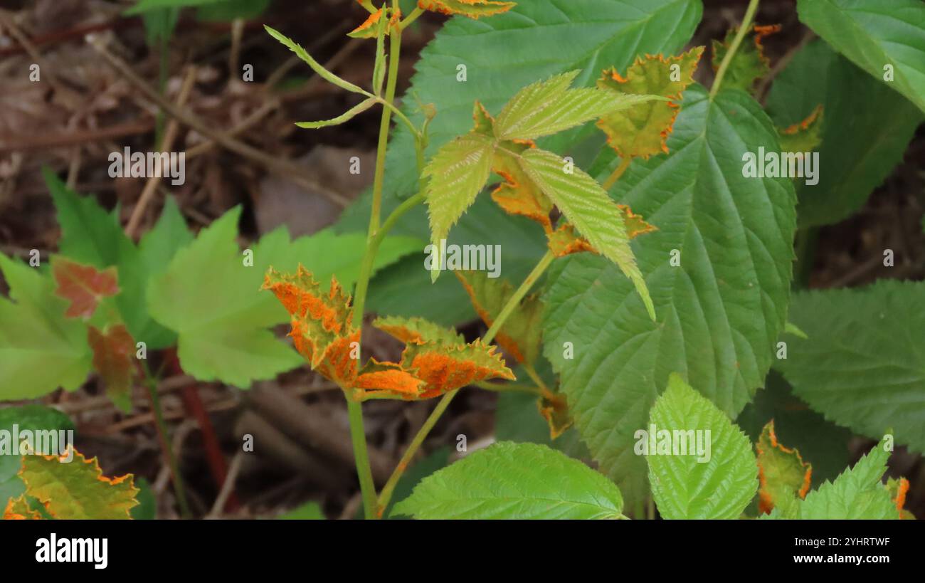 blackberry orange rust (Gymnoconia peckiana Stock Photo - Alamy