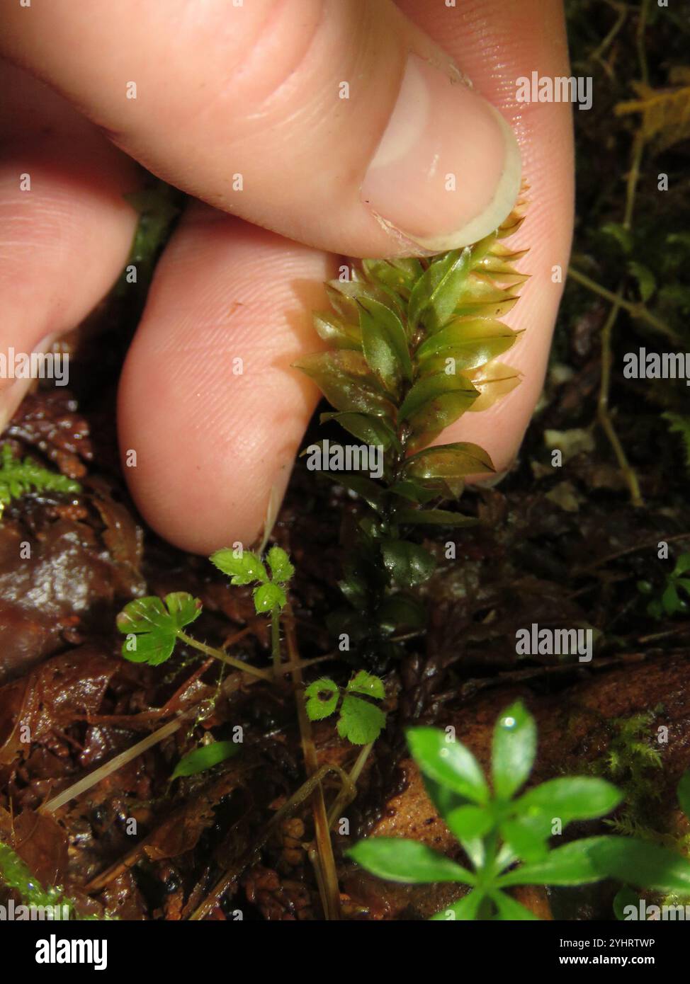 Badge Moss (Plagiomnium insigne Stock Photo - Alamy