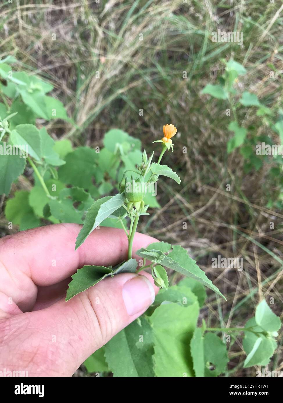 sweet Indian Mallow (Abutilon fruticosum Stock Photo - Alamy
