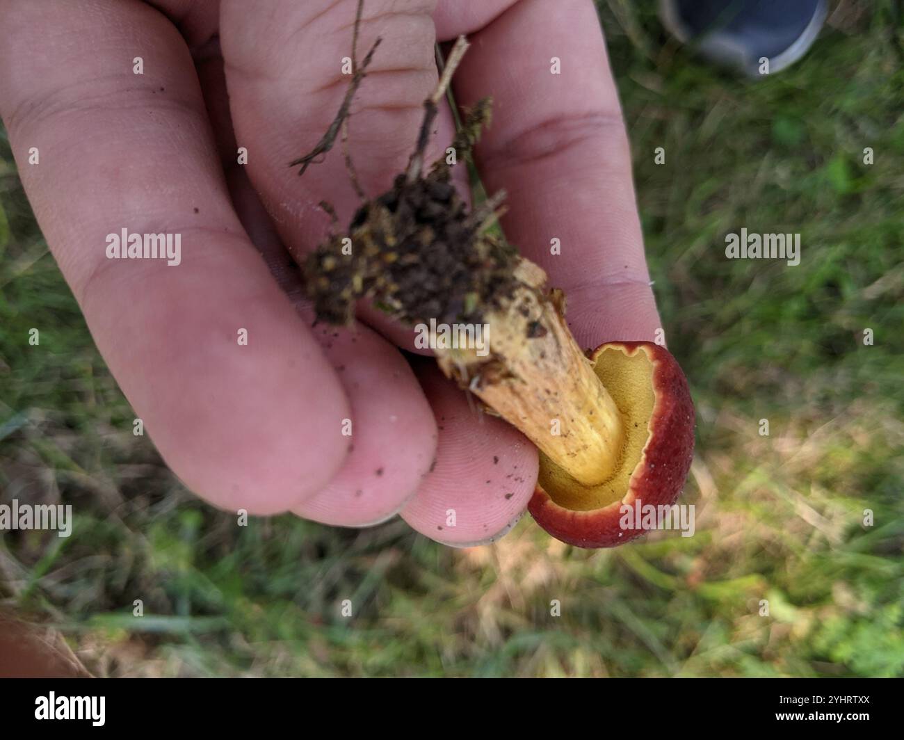 Hortiboletus hi-res stock photography and images - Alamy