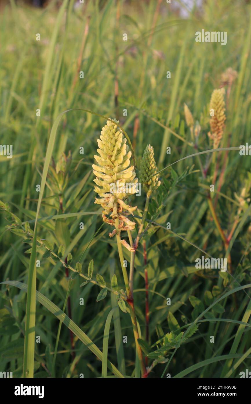 Canadian milkvetch (Astragalus canadensis Stock Photo - Alamy