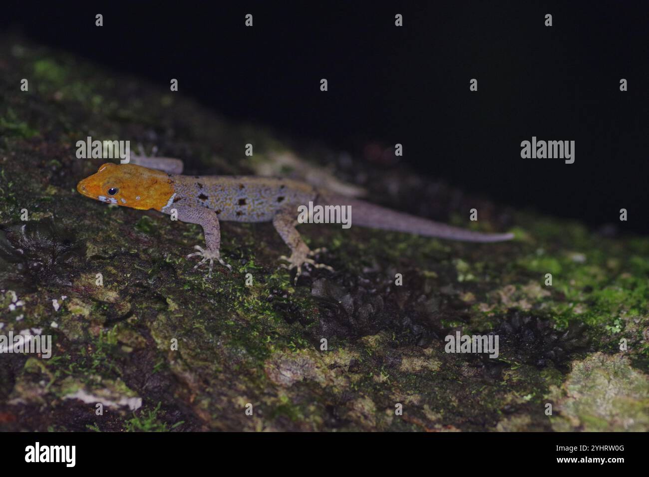 Yellow-headed Gecko (Gonatodes albogularis Stock Photo - Alamy